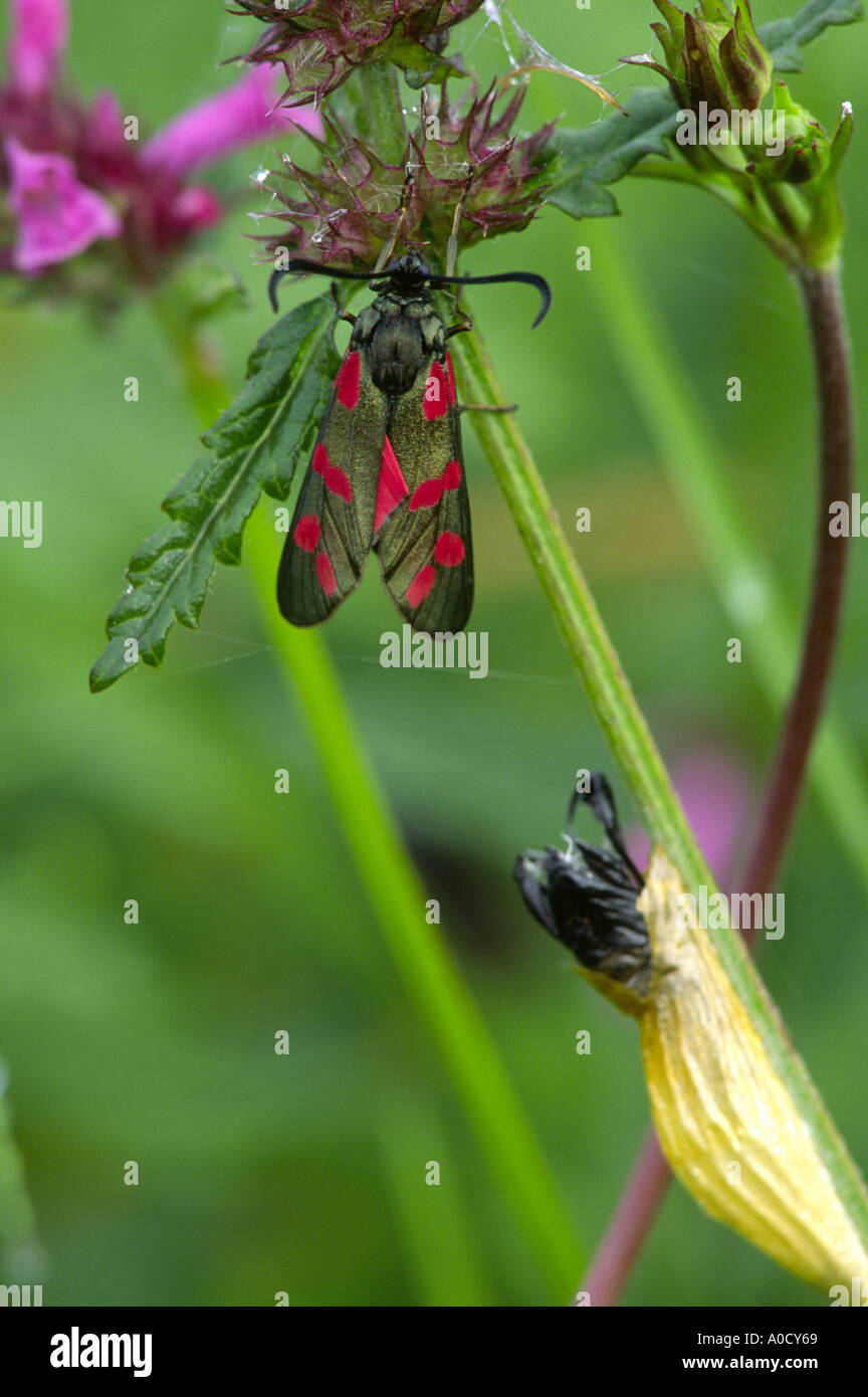 Six Spot Burnet Moth zygaena filipendulae Insect Stock Photo - Alamy