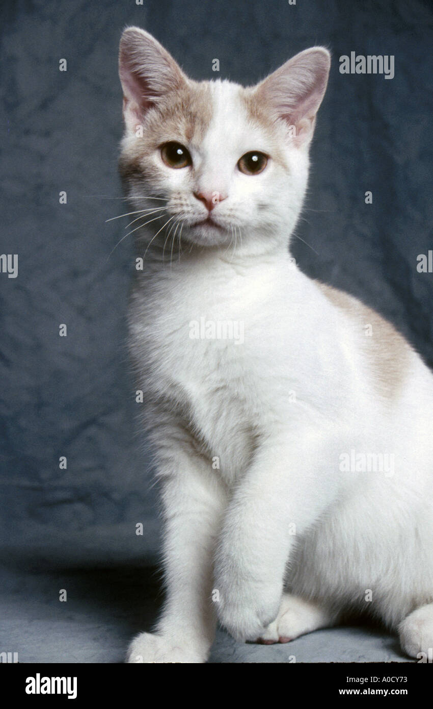 Red and white kitten Stock Photo - Alamy