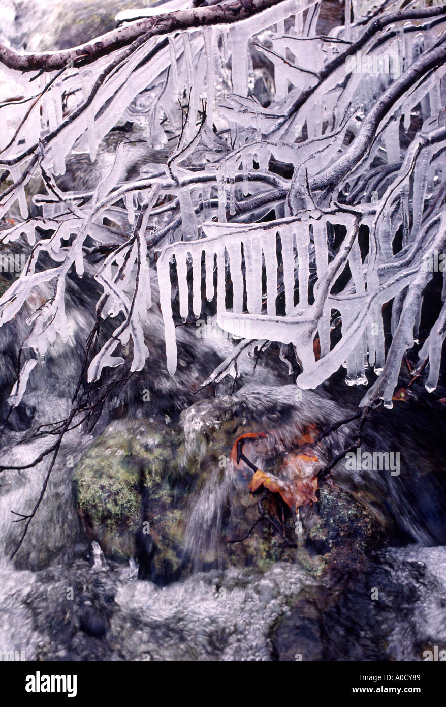 Icicles form on branches extending over a brook, Brooks Range, Alaska ...