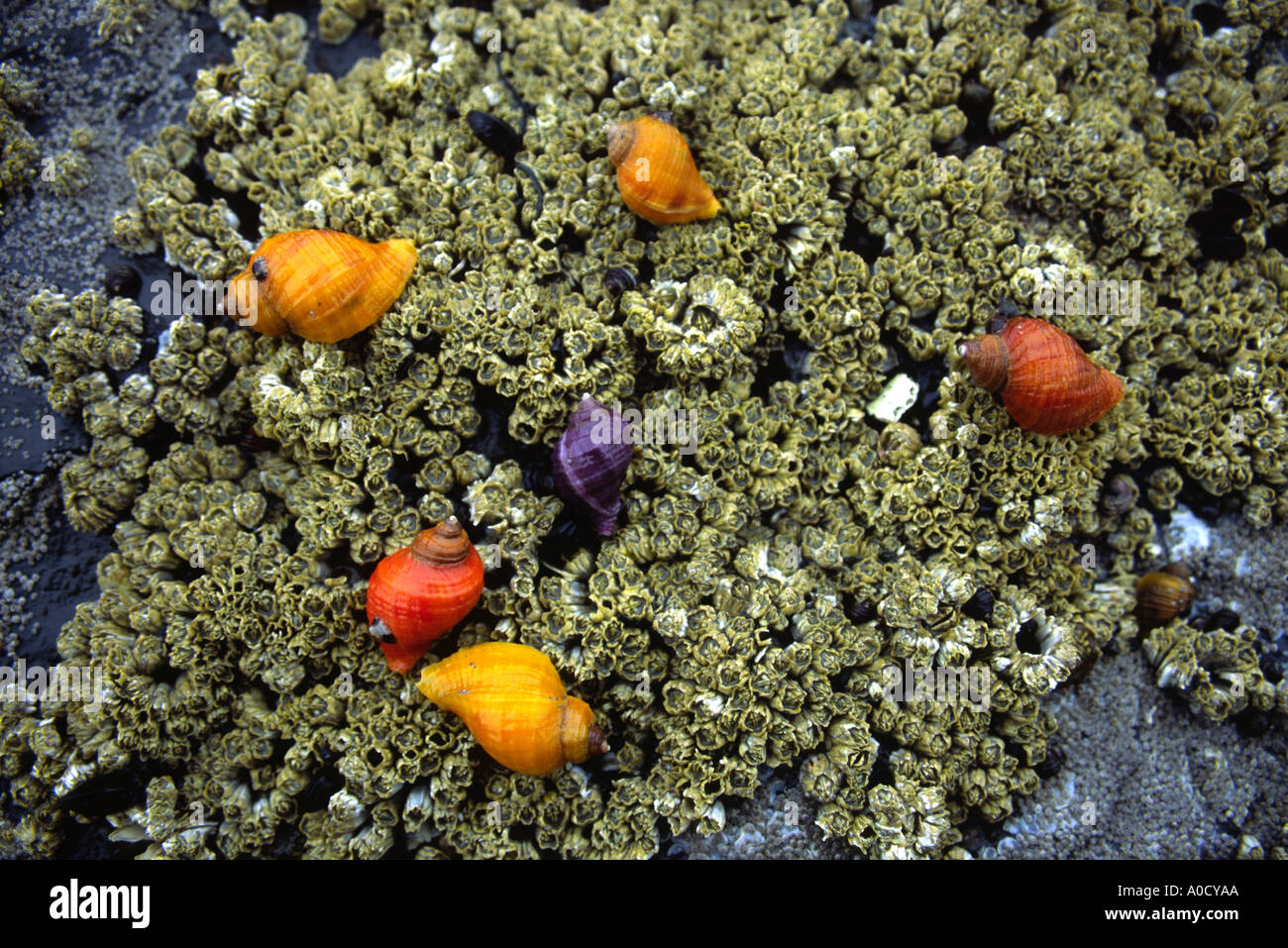 Order ceanogastropoda hi-res stock photography and images - Alamy