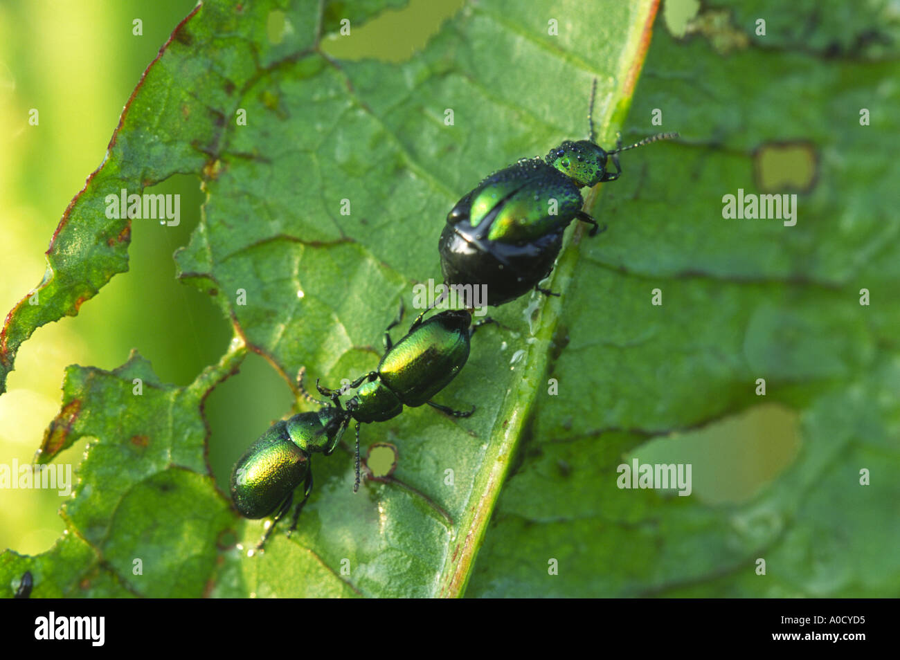 Mint Leaf Beetles chrysolina menthastri Insect Stock Photo - Alamy