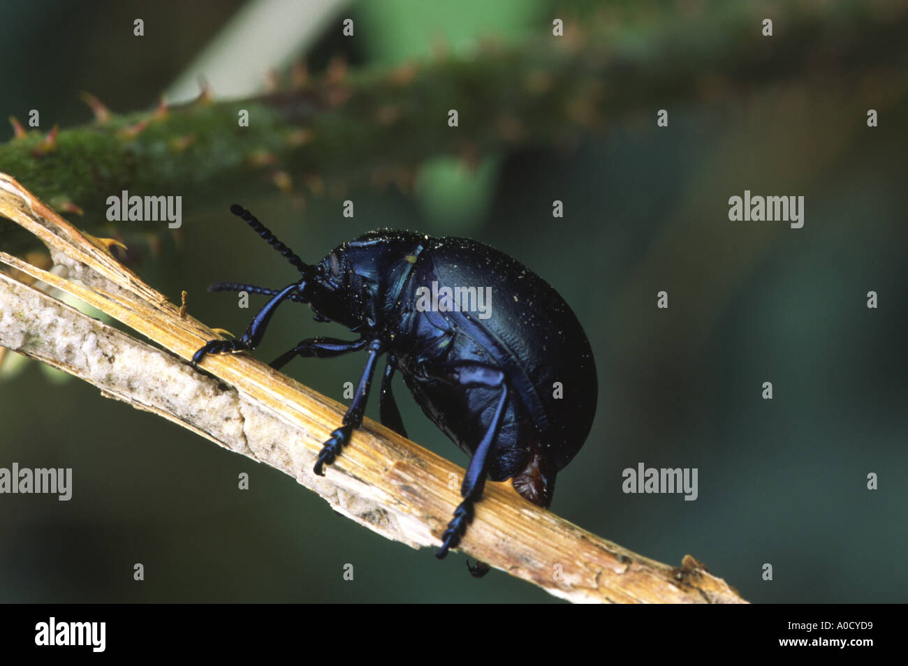 Bloody Nosed Beetle timarcha tnebricosa Insect Stock Photo - Alamy