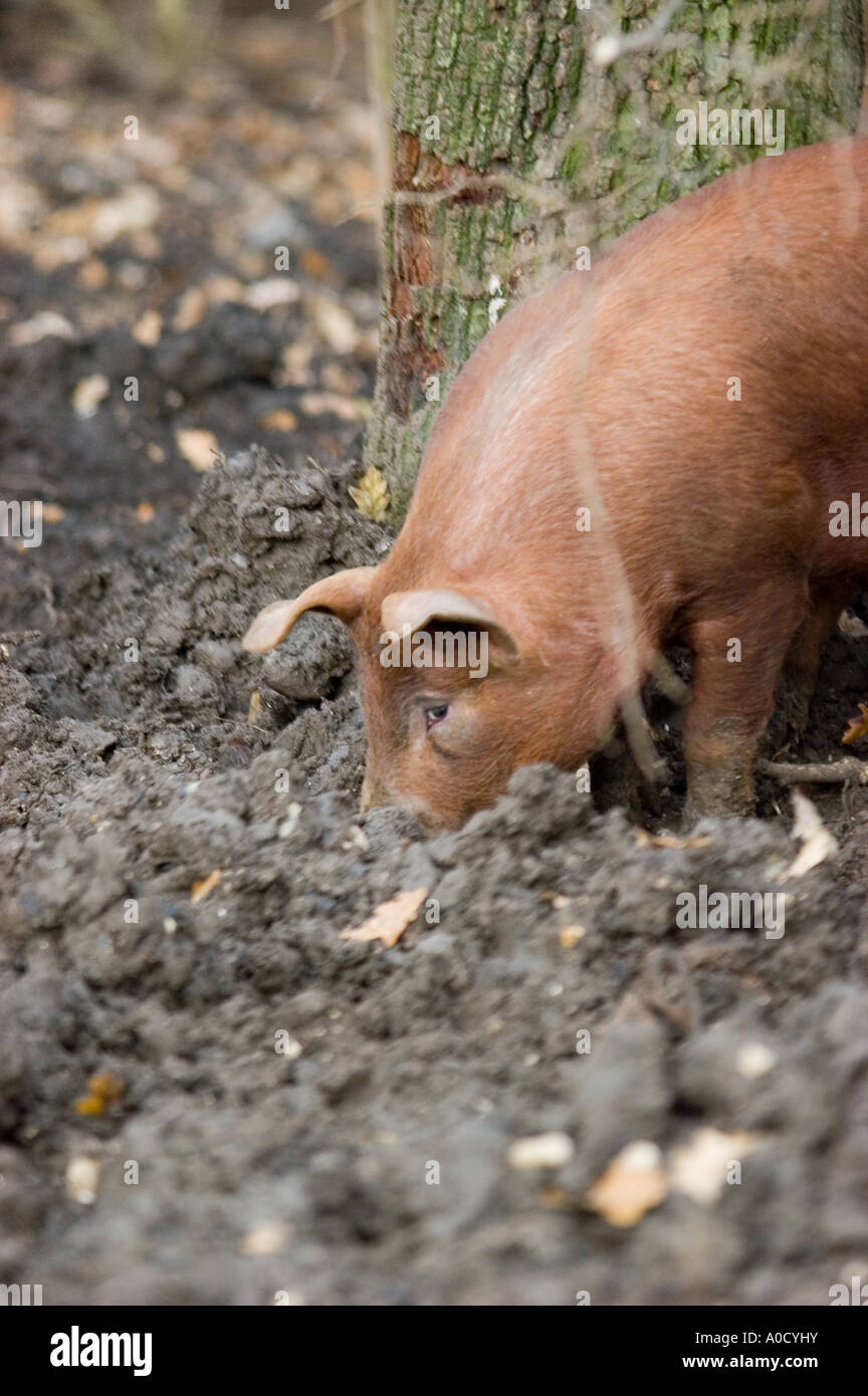 Sheepdrove farm hi-res stock photography and images - Alamy