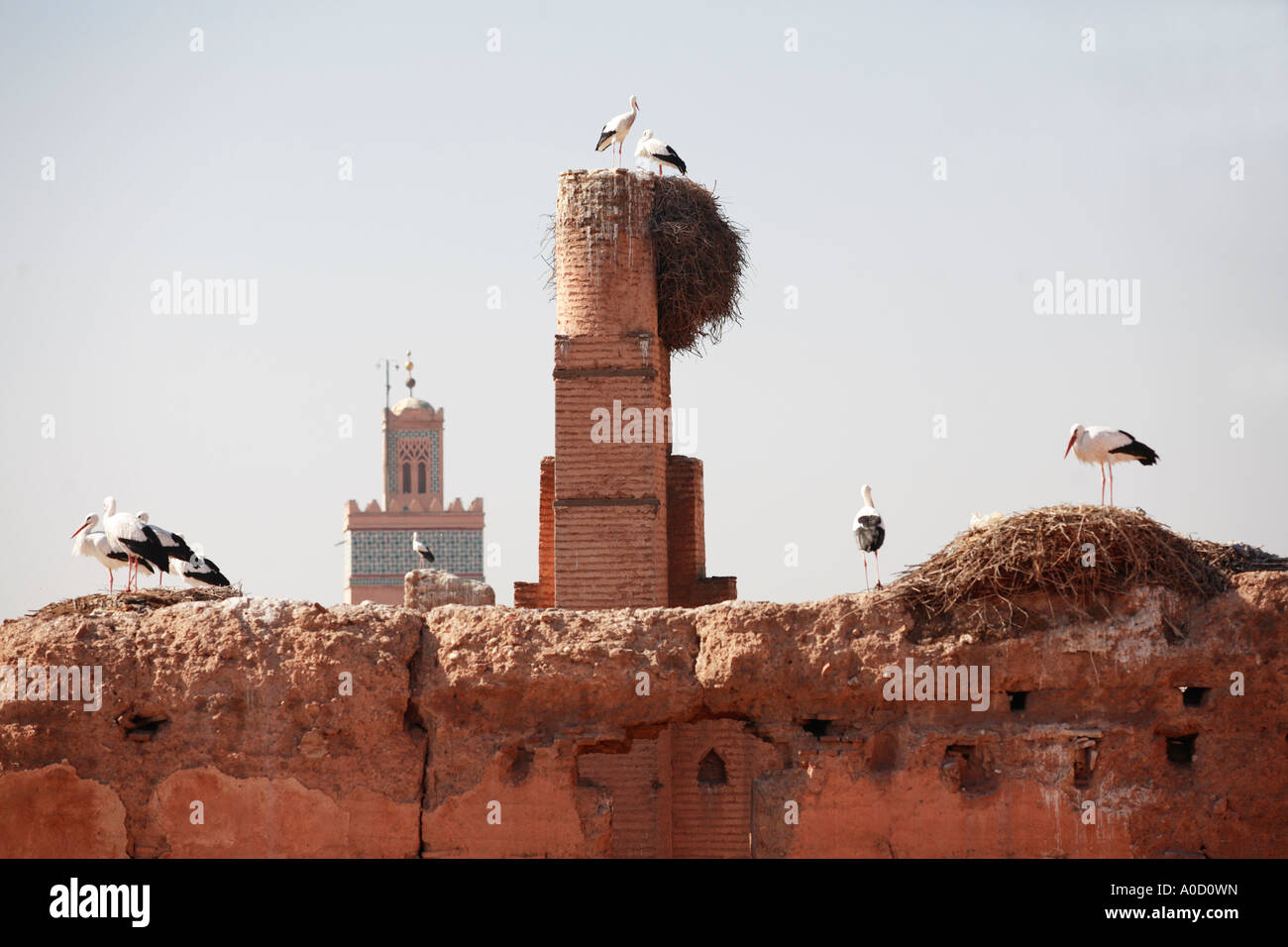 White Storks Nesting in the Palais el Badi at Marrakech in Morocco ...