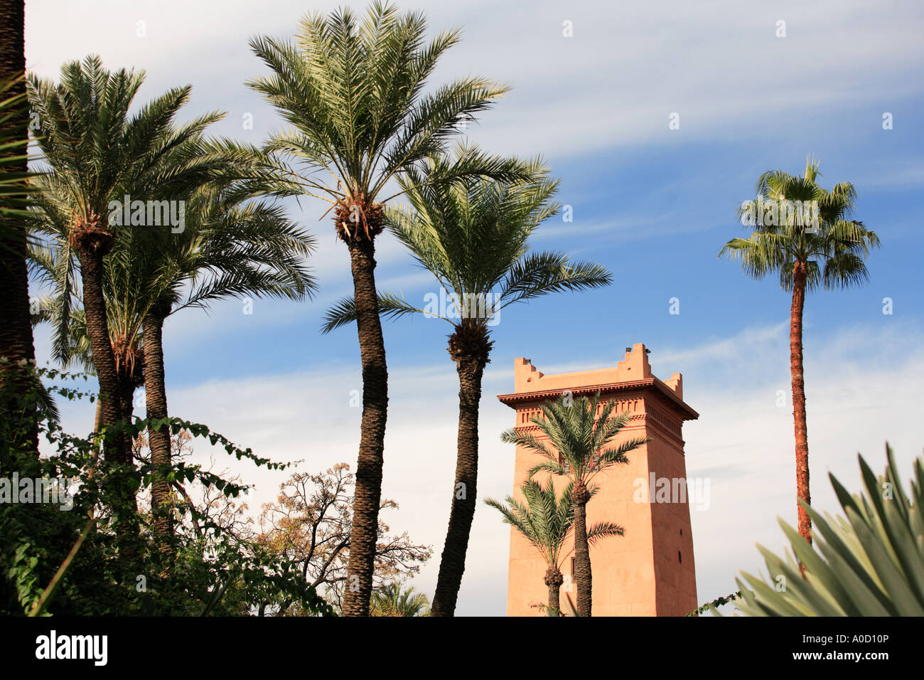 Palm tree morocco hi-res stock photography and images - Alamy