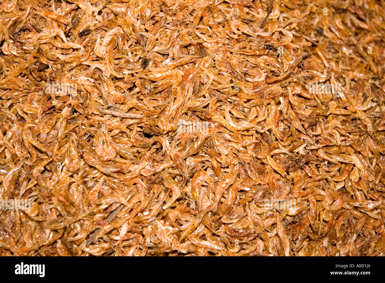 Stock photograph of dried river shrimp at the Nyaung U market in ...