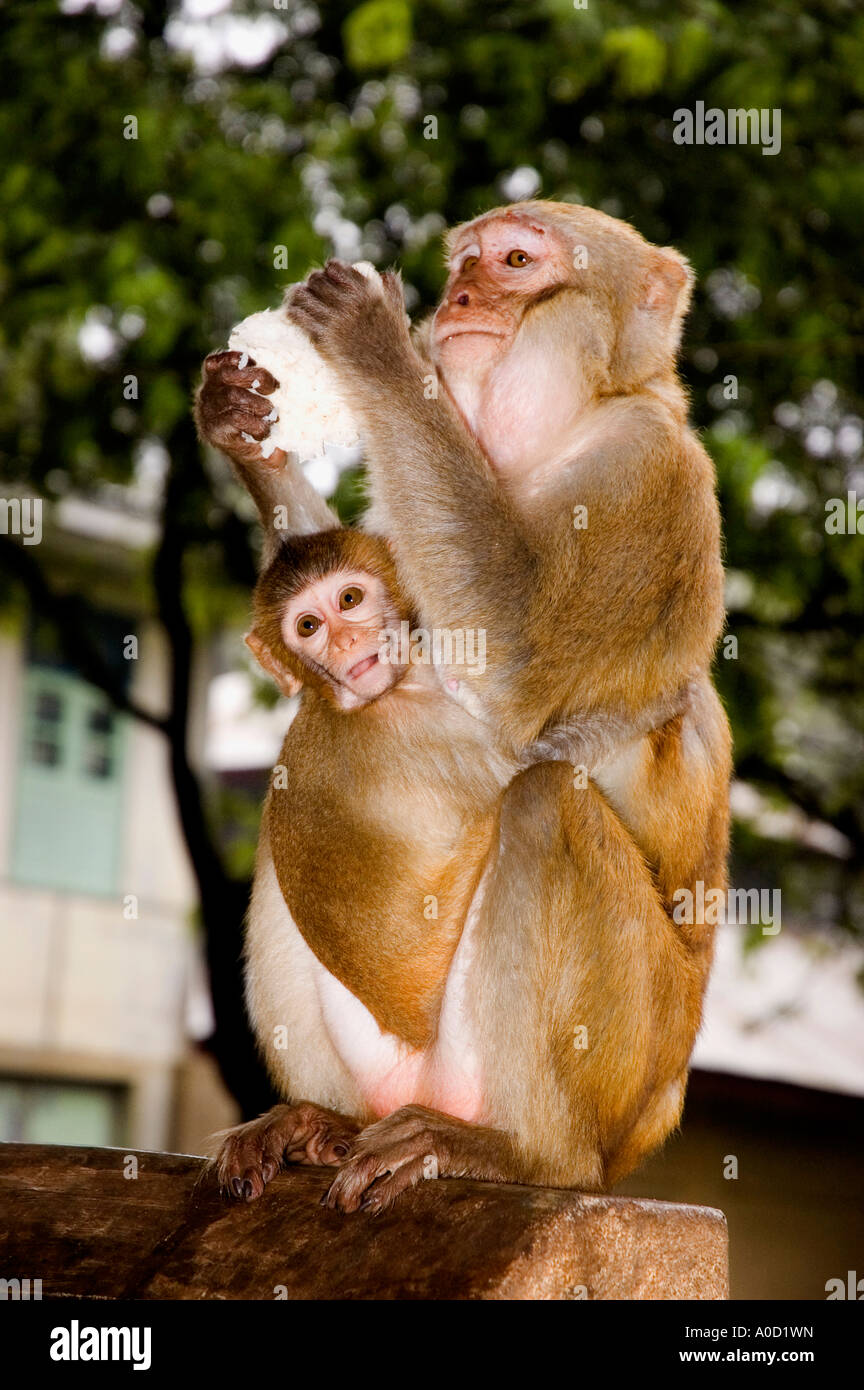 Burmese monkeys hi-res stock photography and images - Alamy