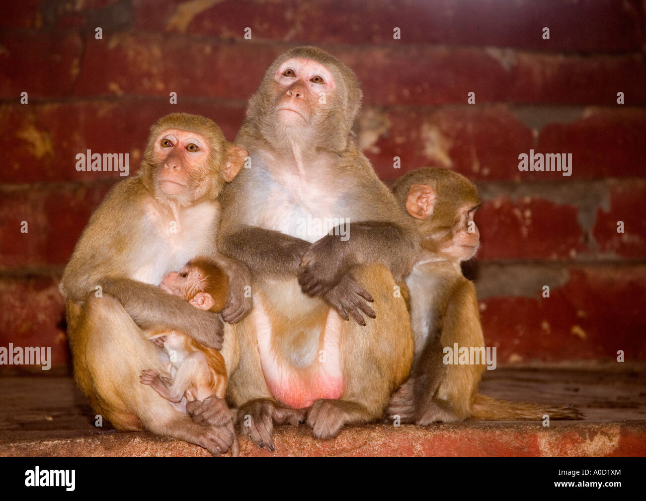 Burmese monkeys hi-res stock photography and images - Alamy