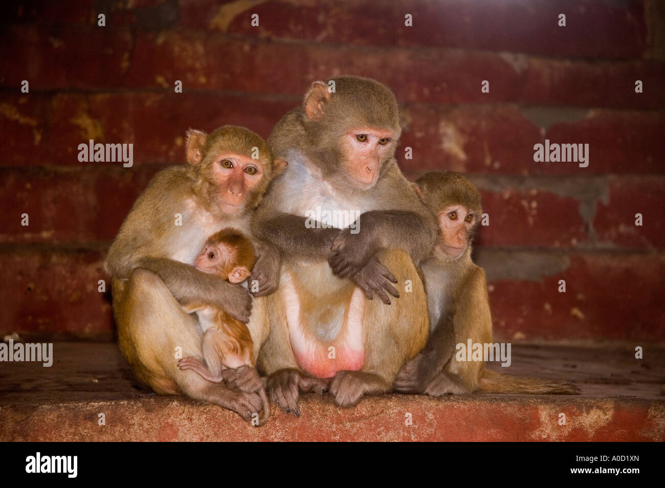 Burmese monkeys hi-res stock photography and images - Alamy