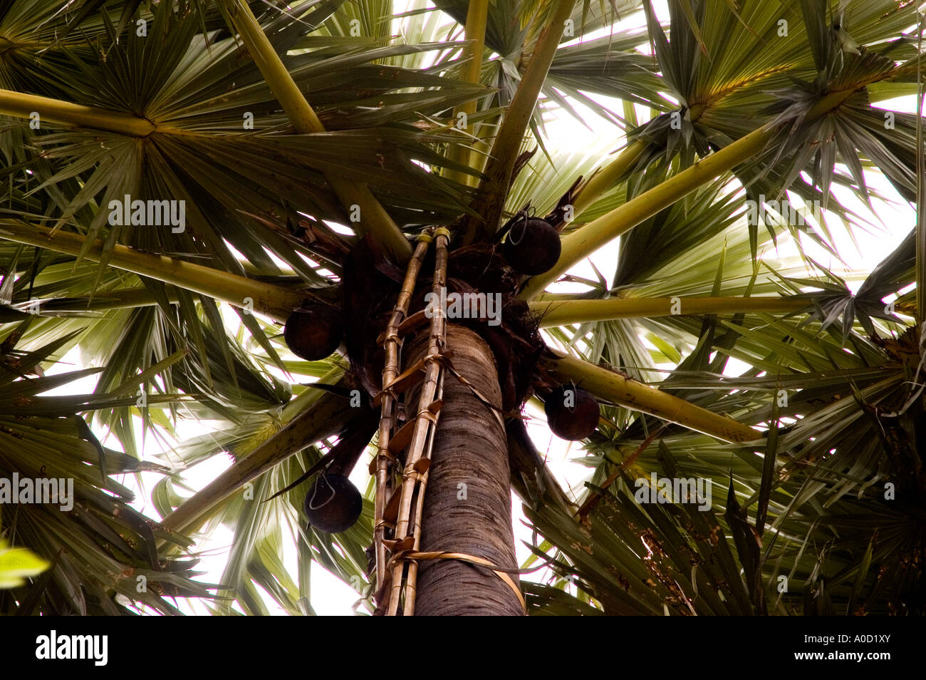Palm sap hi-res stock photography and images - Alamy