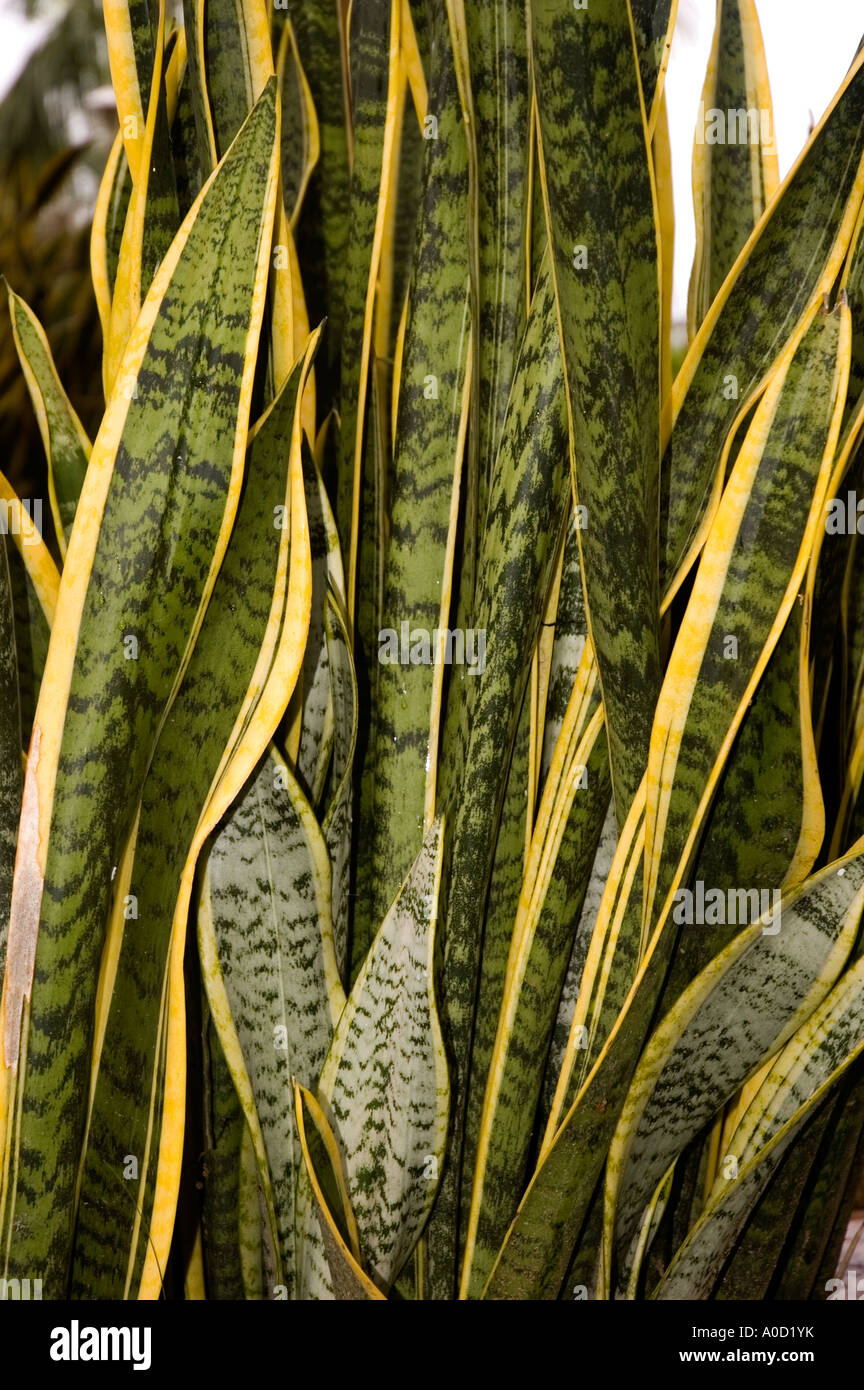 Stock photograph of Sansevieria trifasciata variegated form also called ...