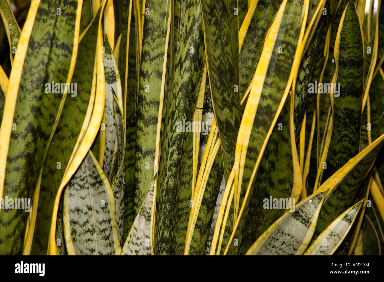 Variegated form hi-res stock photography and images - Alamy
