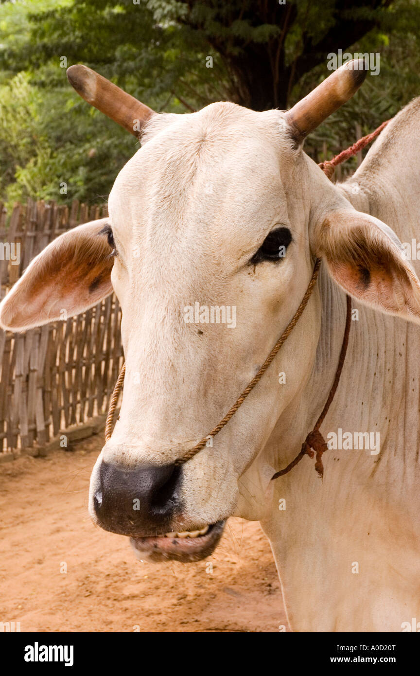 Stock photograph of a white ox used as a beast of burden in Myanmar ...