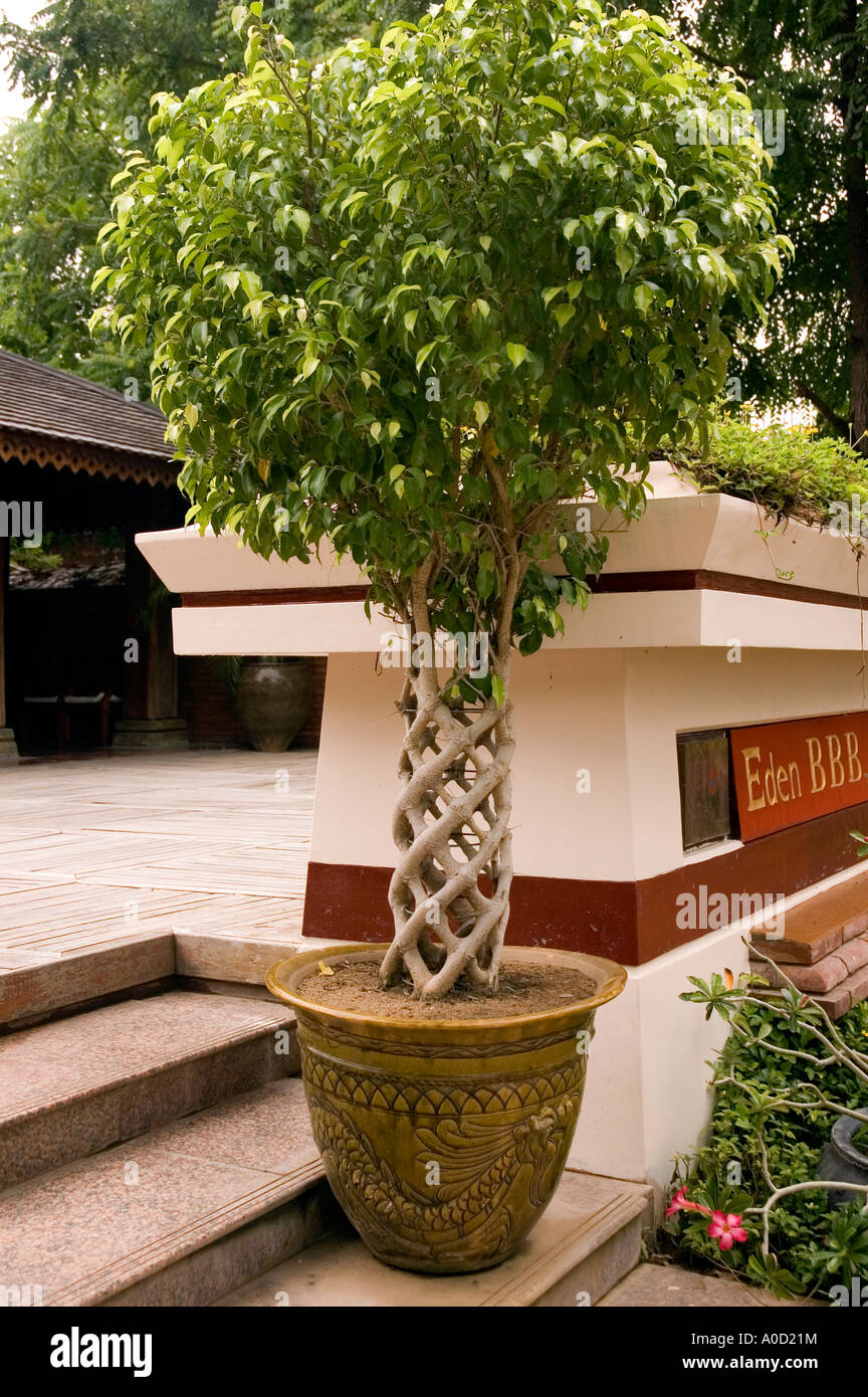 Ficus Microcarpa Topiary