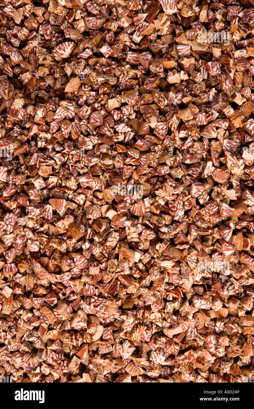 Stock photograph of a basket of cut Areca catechu seeds at Bago in ...