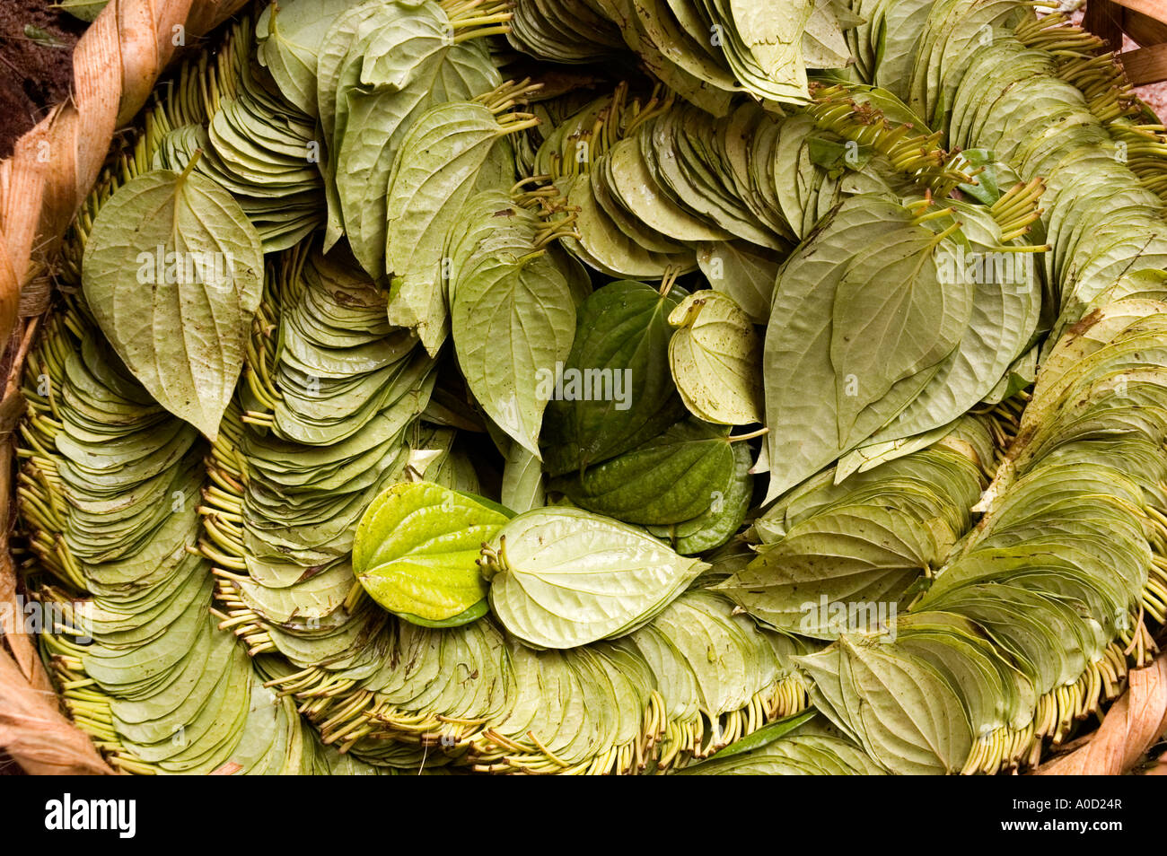 Stock photograph of a basket of cut Piper betle leaves at Bago in ...