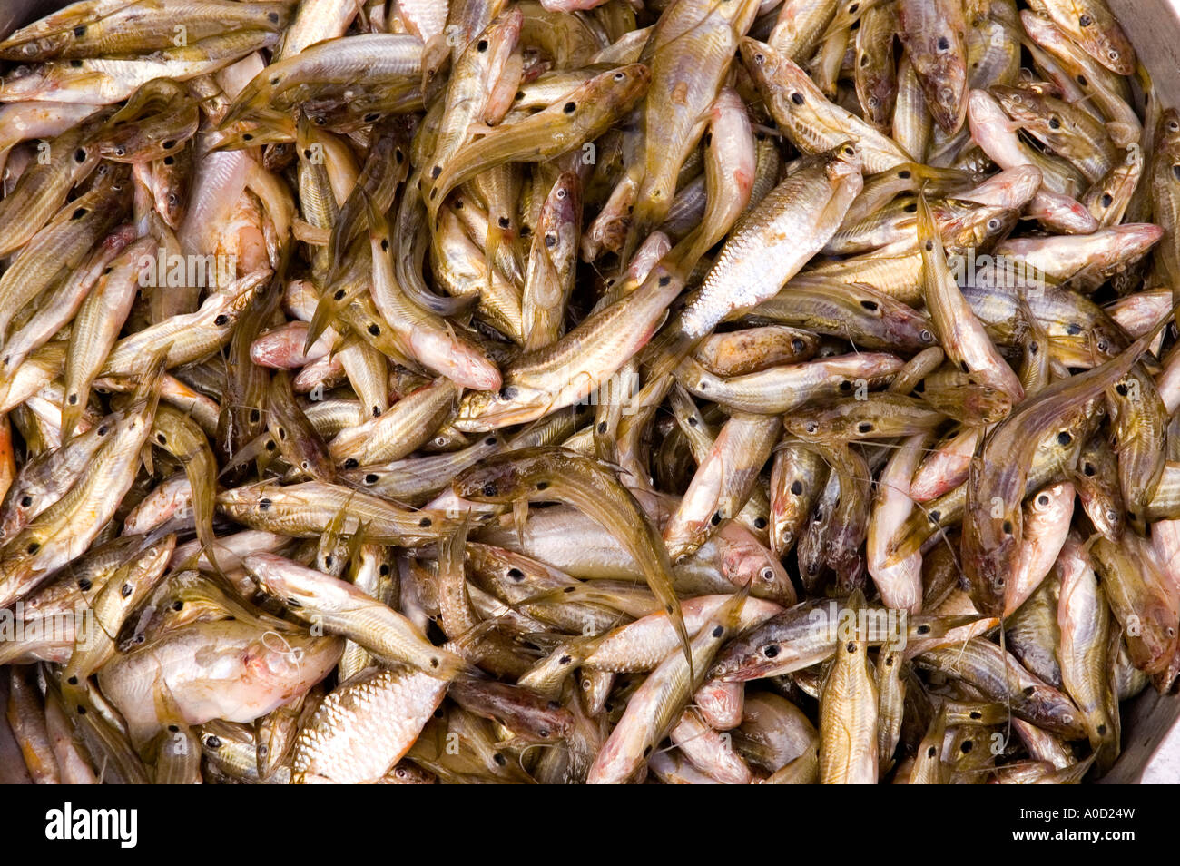 Myanmar bago market fish hi-res stock photography and images - Alamy