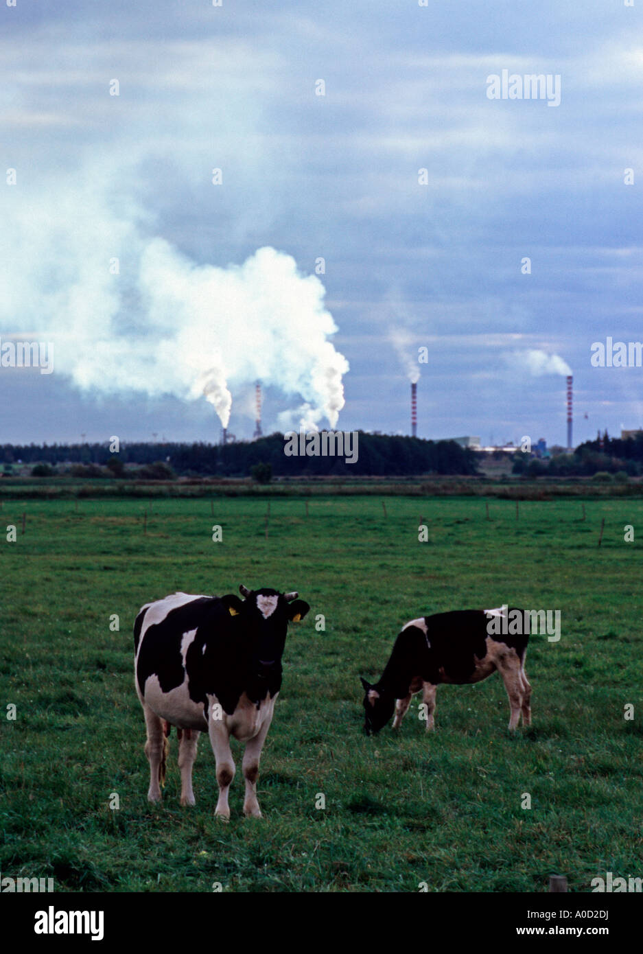 Grajewo town, cows on pasture and pollution smoke Stock Photo - Alamy
