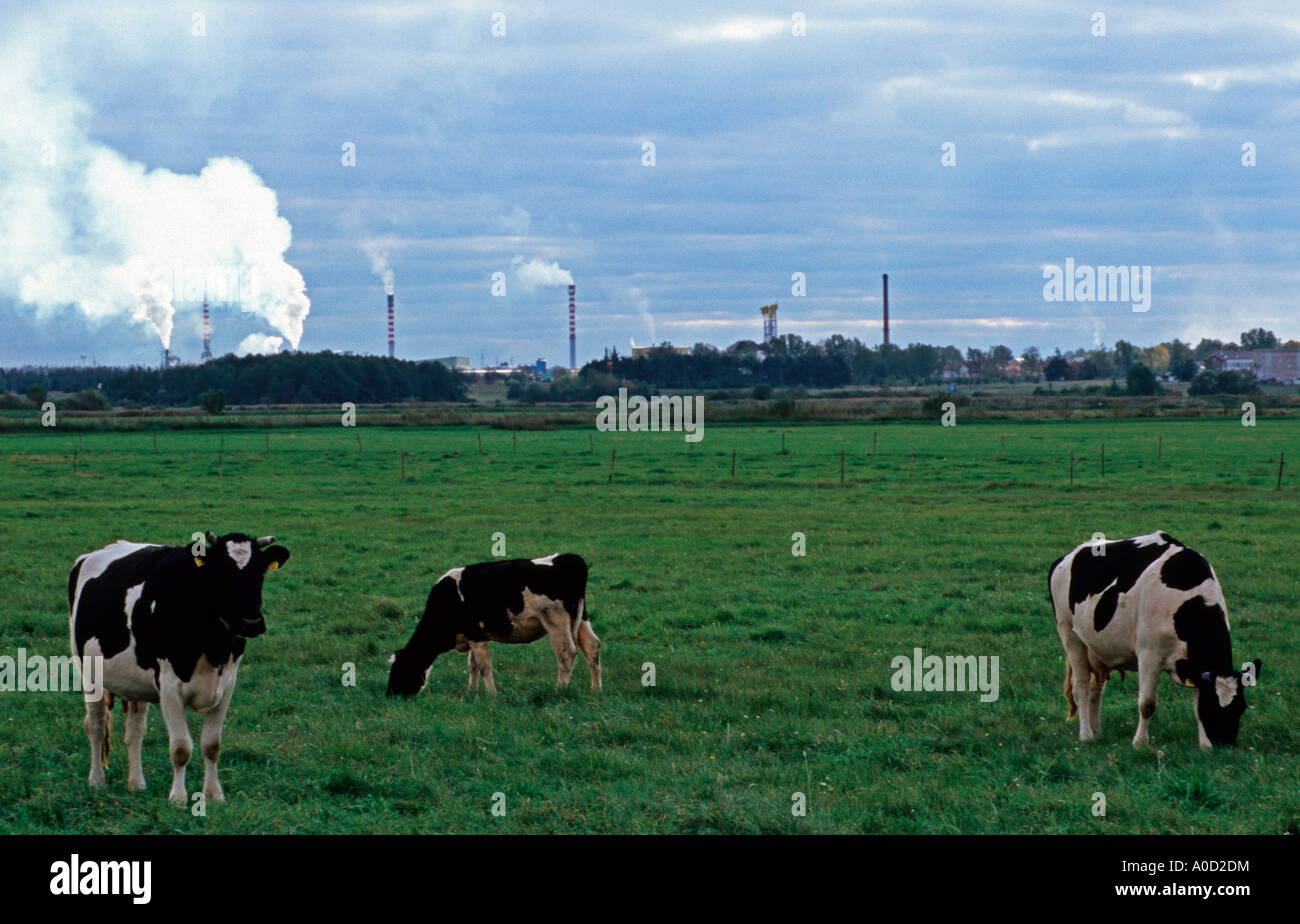 Grajewo town, cows on pasture and pollution smoke Stock Photo - Alamy