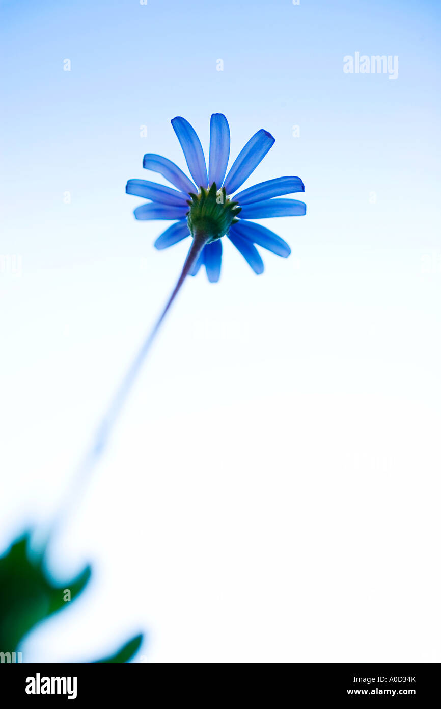 Small blue flower from a low perspective, sky in background Stock Photo ...