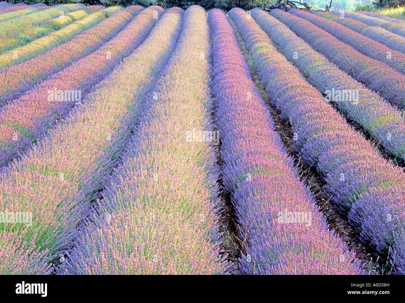 Blooming lavender field Lavandula angustifolia Stock Photo - Alamy