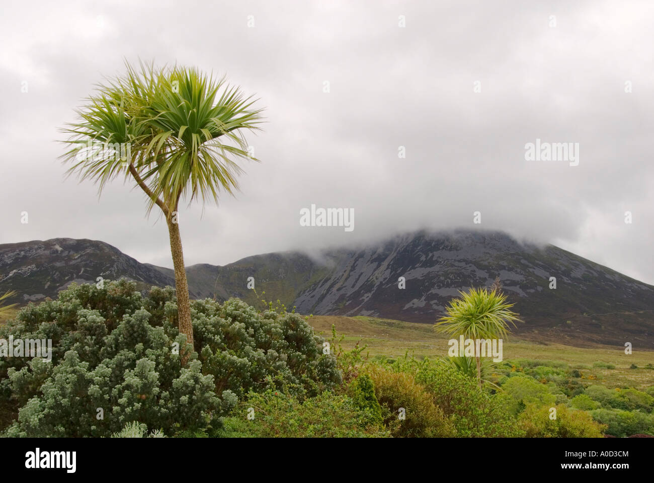 Ireland County Mayo Murrisk Peninsula Croagh Patrick sacred mountain ...