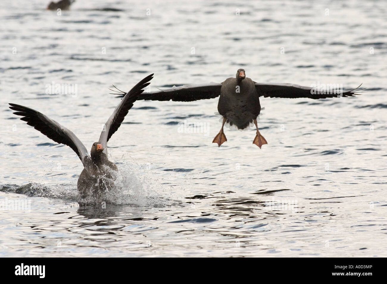 Goose water fowl landing splash hi-res stock photography and images - Alamy