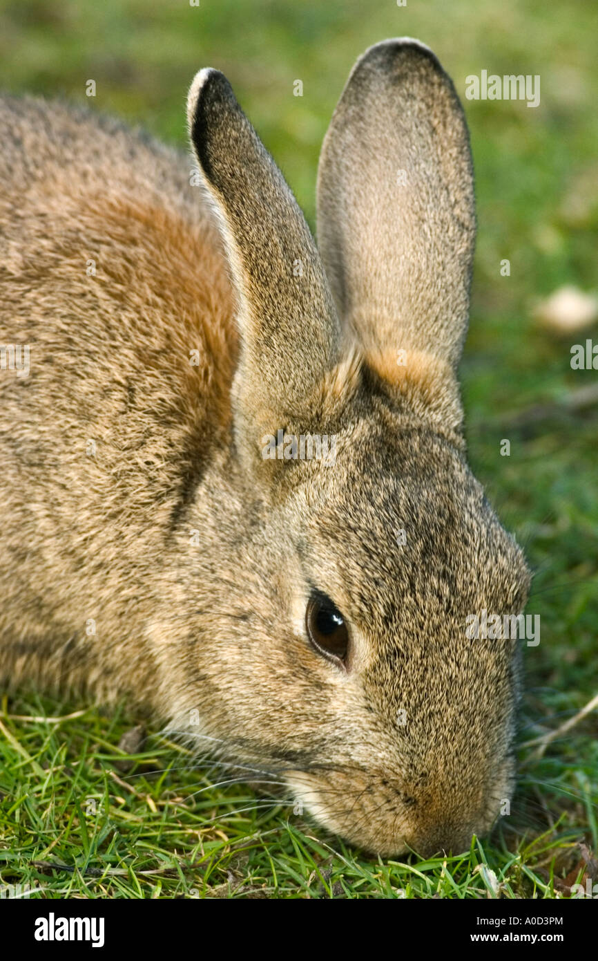 wildlife in the city an urban rabbit Stock Photo - Alamy