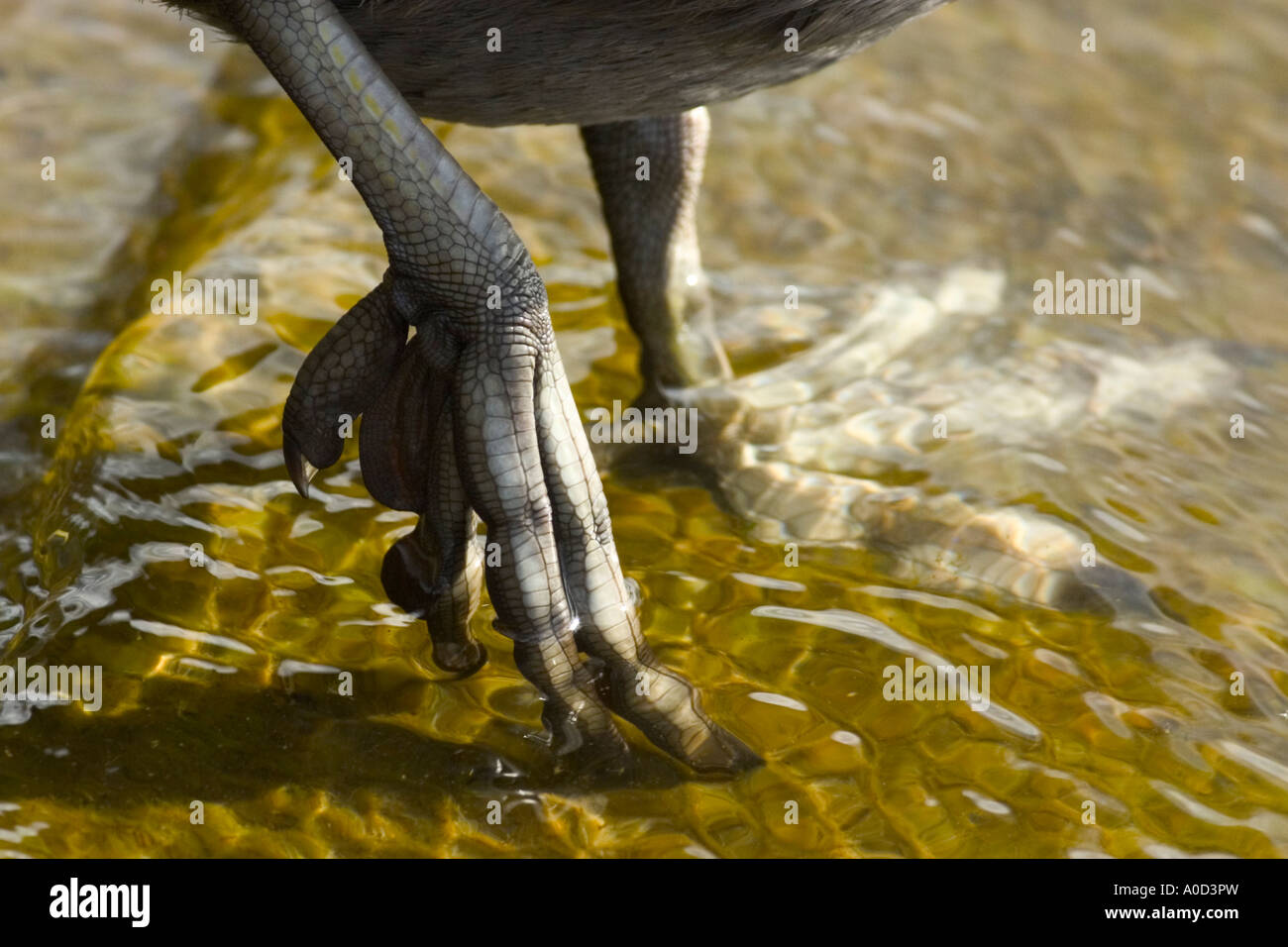 the feet of a coot fulica atra standing in sunlit water Stock Photo - Alamy