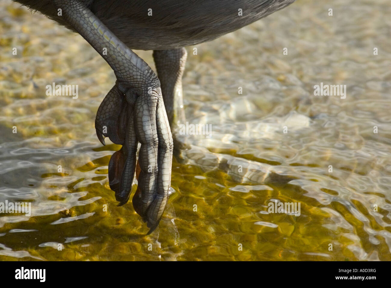 Golden sunlit water wildlife hi-res stock photography and images - Alamy