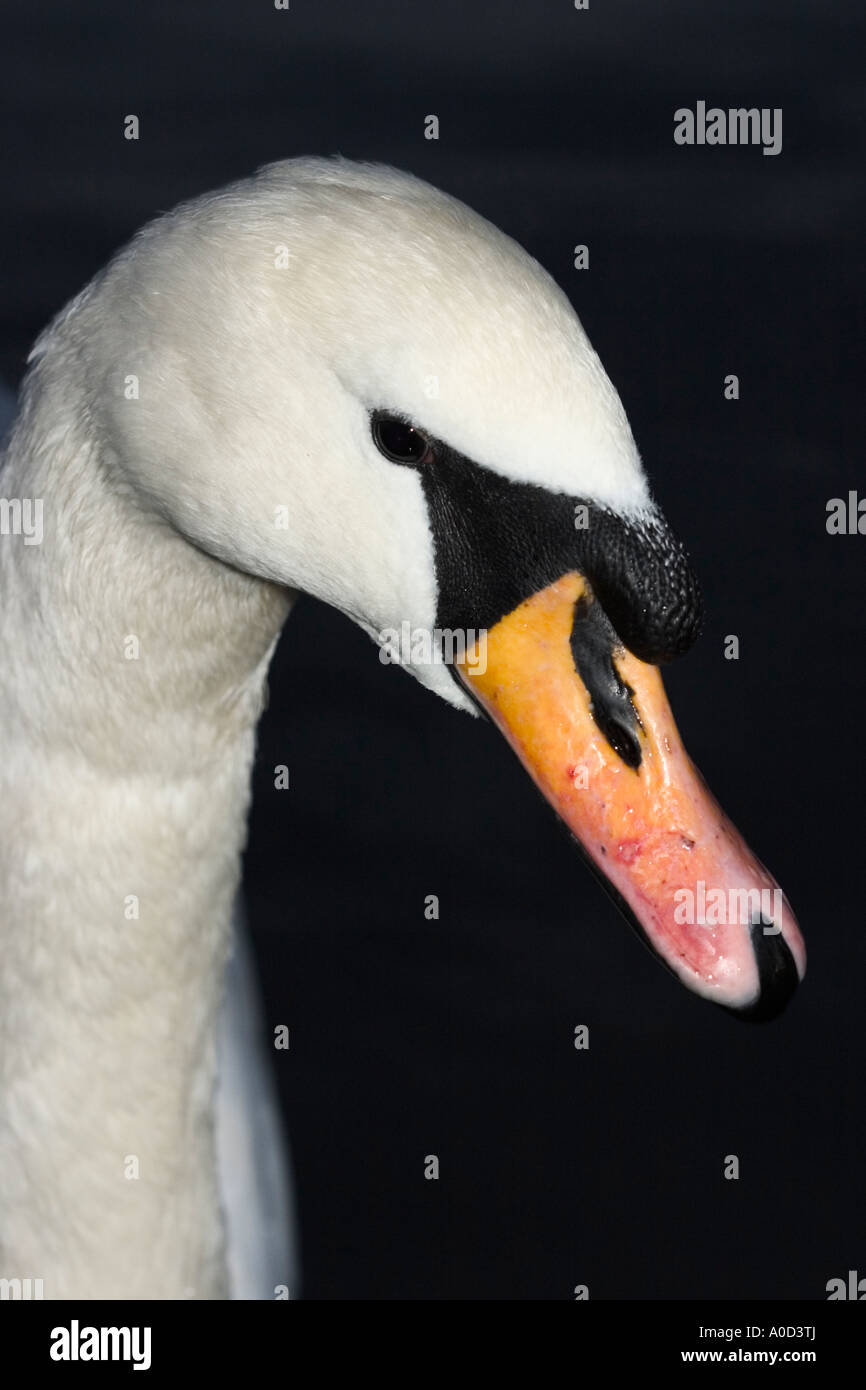 Swan nose hi-res stock photography and images - Alamy