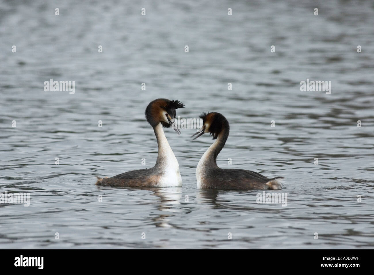 great crested grebe courtship display podiceps cristatus Stock Photo ...