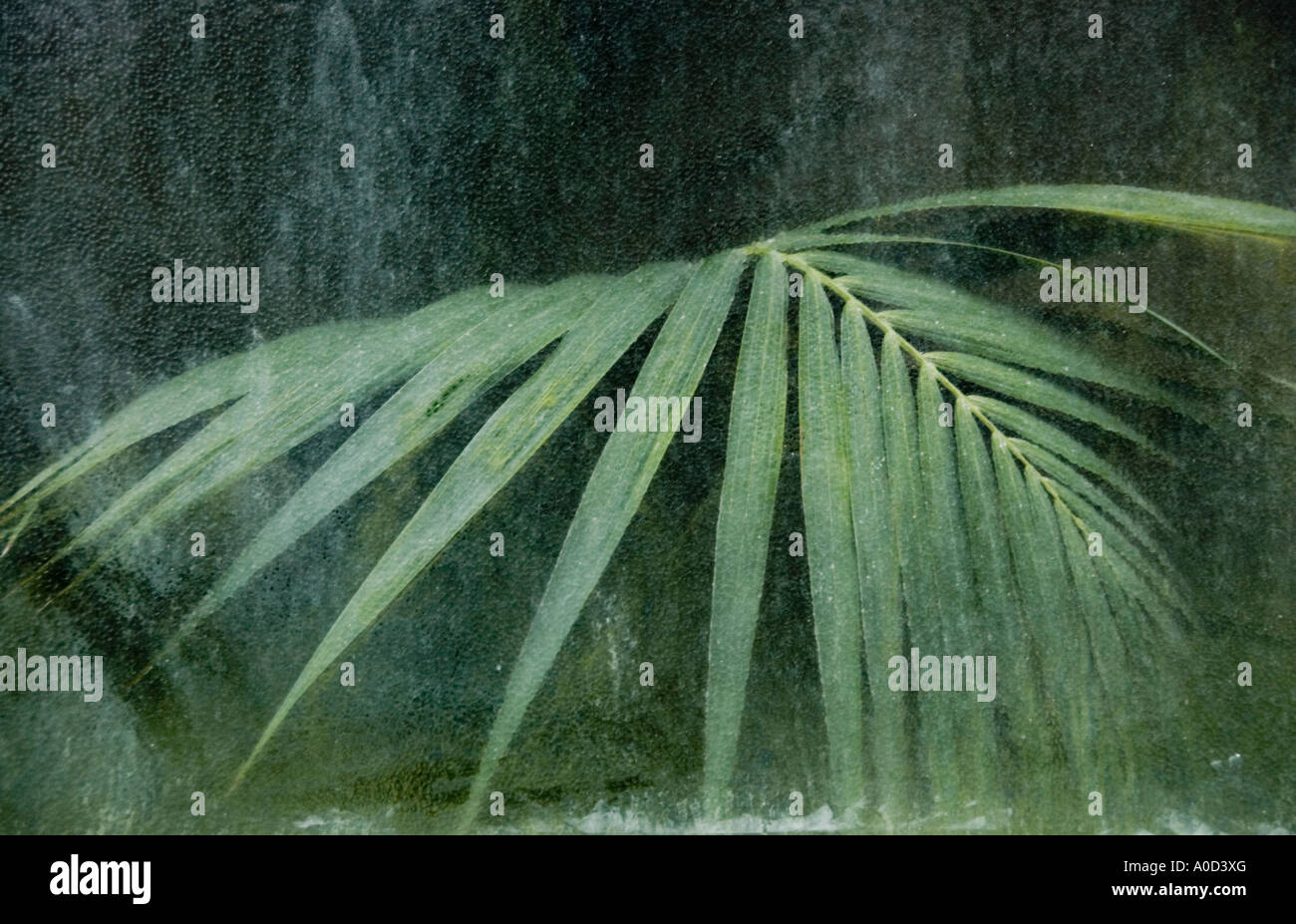 Artistic effect of leaves against frosted palm house window Stock Photo ...