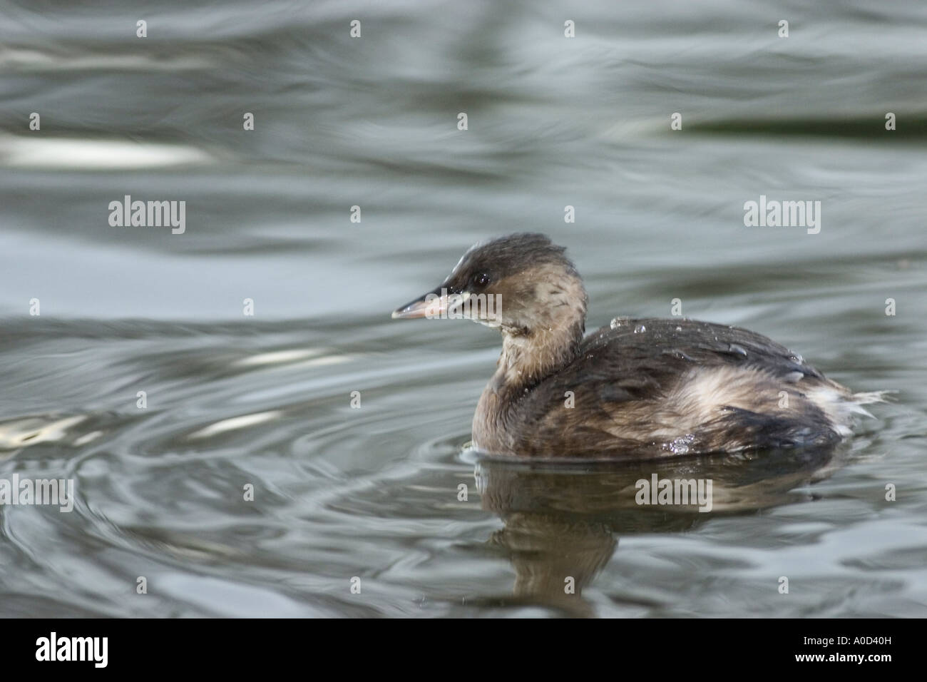 little grebe after a dive with water on its back tachybaptus ruficollis ...