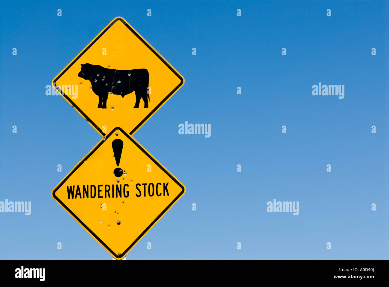 Wandering stock warning sign with exclamation mark Space for text on ...