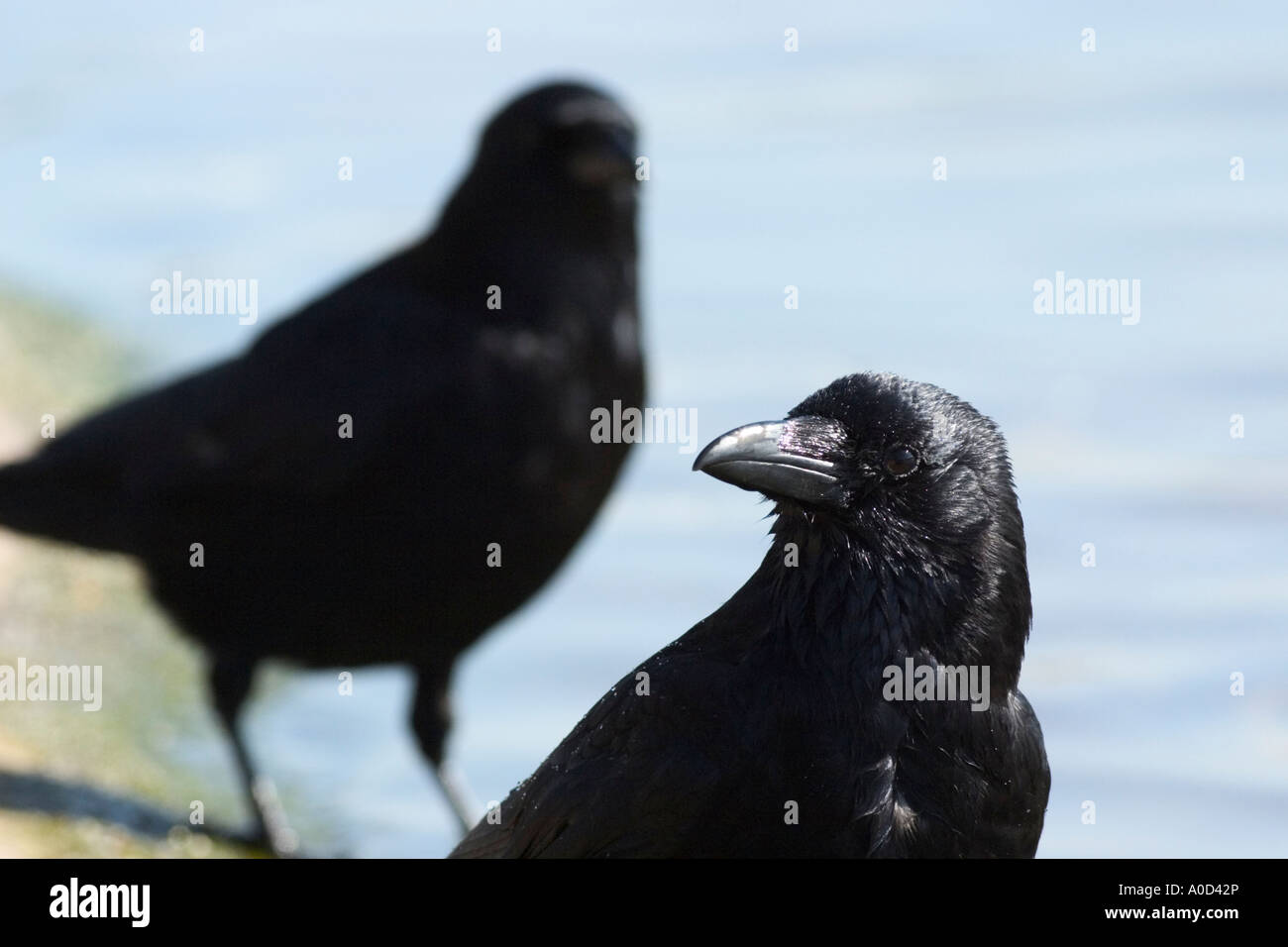 British crows hi-res stock photography and images - Alamy