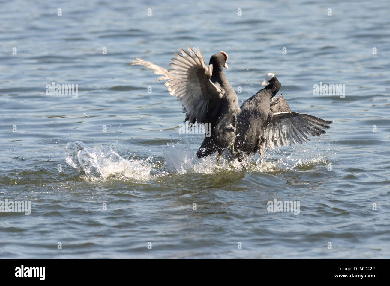 Intraspecific competition hi-res stock photography and images - Alamy