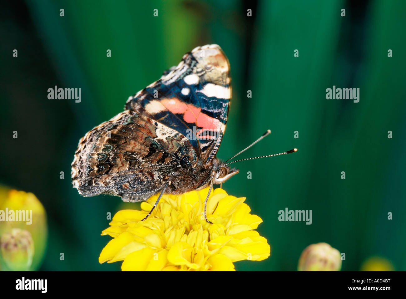 RED ADMIRAL BUTTERFLY VANESSA ATALANTA Stock Photo - Alamy
