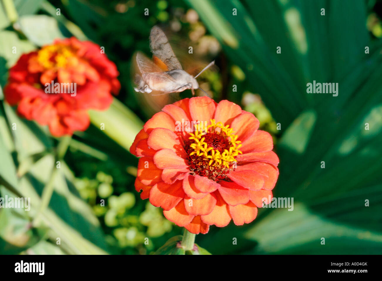 HUMMINGBIRD HAWK MOTH COLLECTING NECTAR MACROGLOSSUM STELLATARUM Stock ...