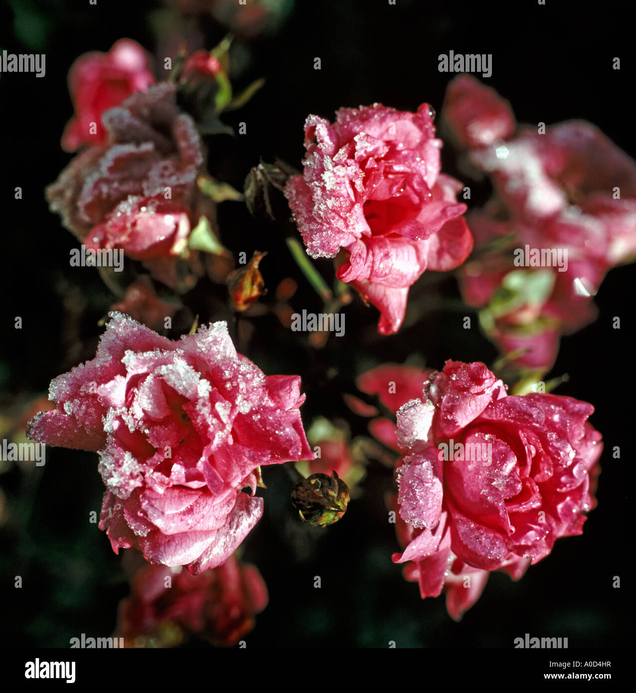 Rosa the fairy frost hi-res stock photography and images - Alamy