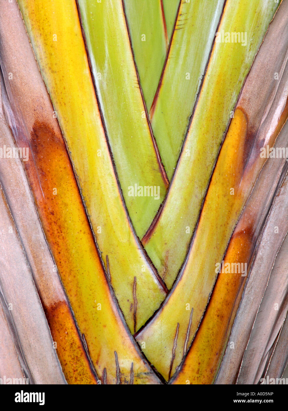 Base of plant hi-res stock photography and images - Alamy