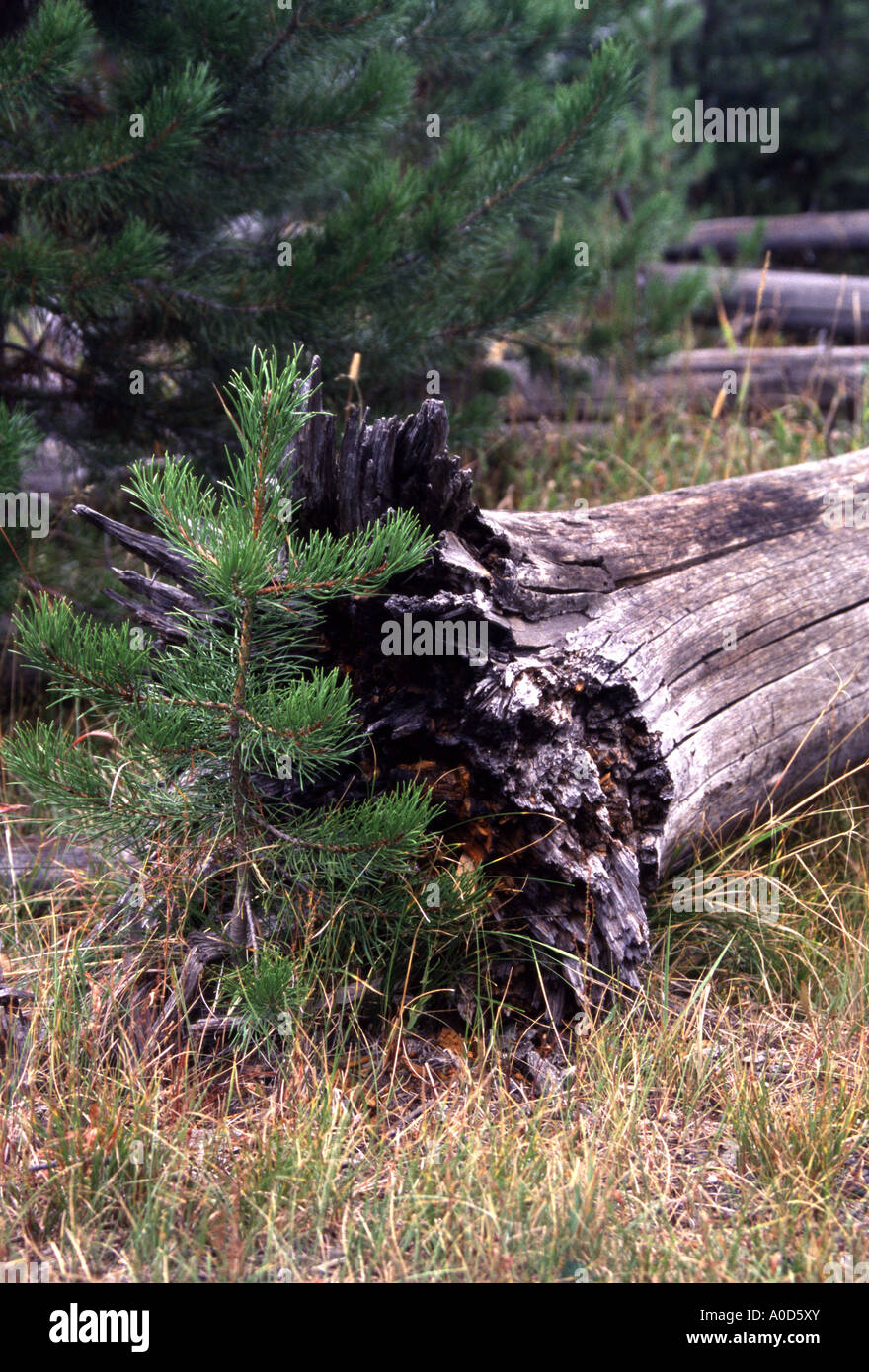 Young evergreen tree growing at the base of a fallen dead tree, the ...