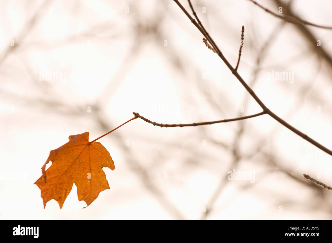 Dying lone hi-res stock photography and images - Alamy