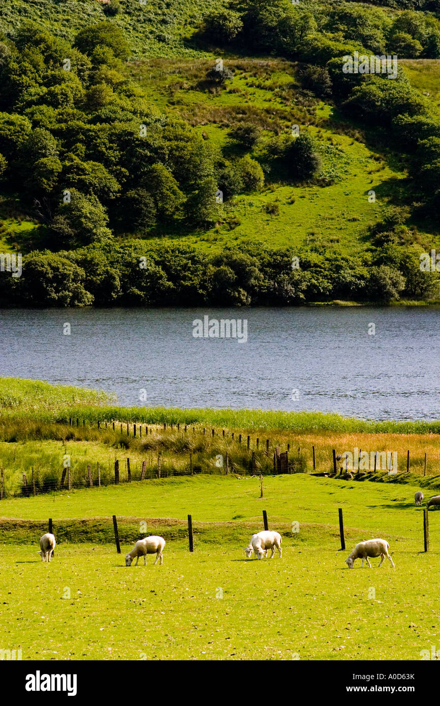 llyn cwellyn llyn dinas llyn gwynant sheep Stock Photo - Alamy