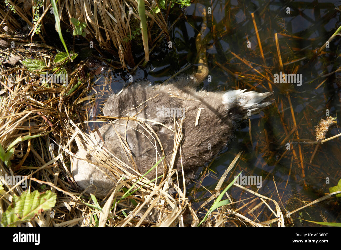 Dead goose hi-res stock photography and images - Alamy