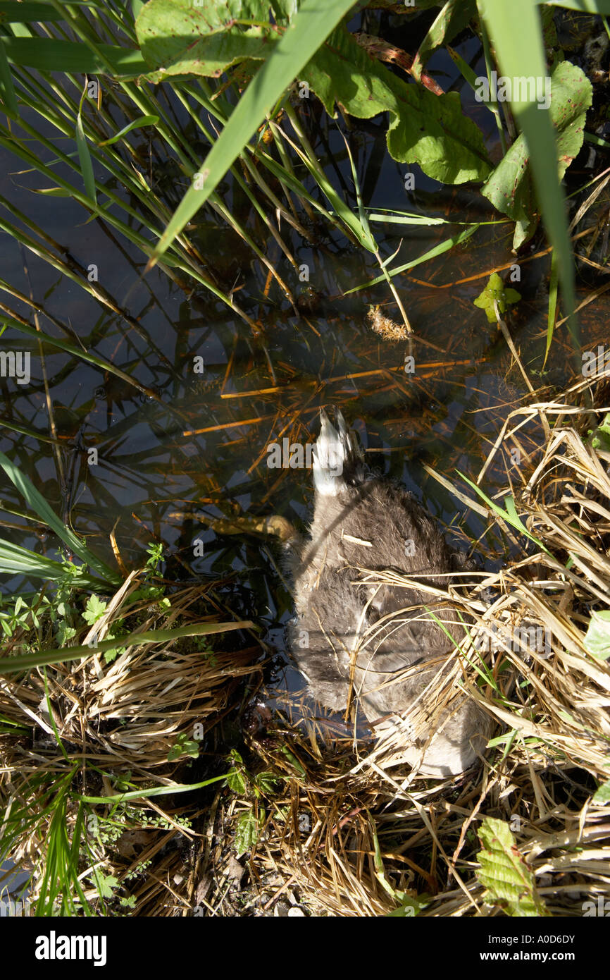 Dead goose hi-res stock photography and images - Alamy