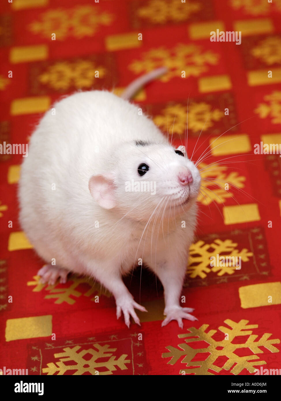 Salty, a white rat on a red and gold background Stock Photo - Alamy
