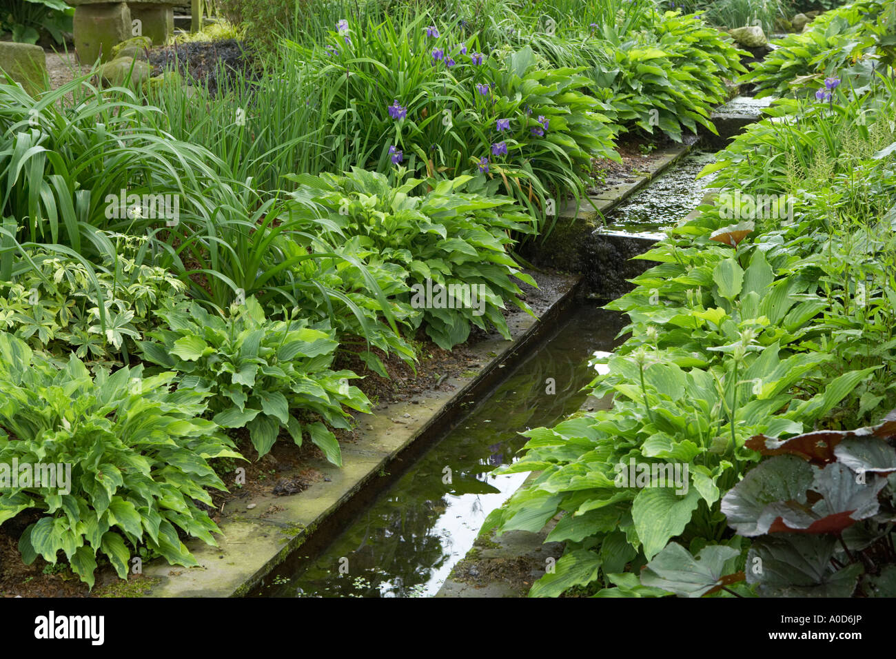 small rill in a woodland garden planted with various hosta varieties ...