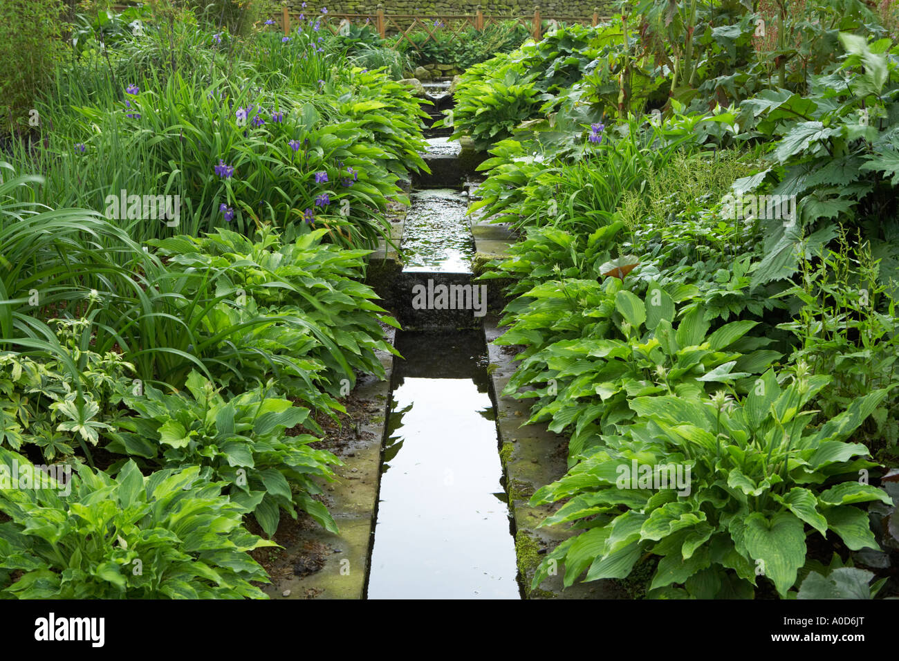small rill in a woodland garden planted with various hosta varieties ...