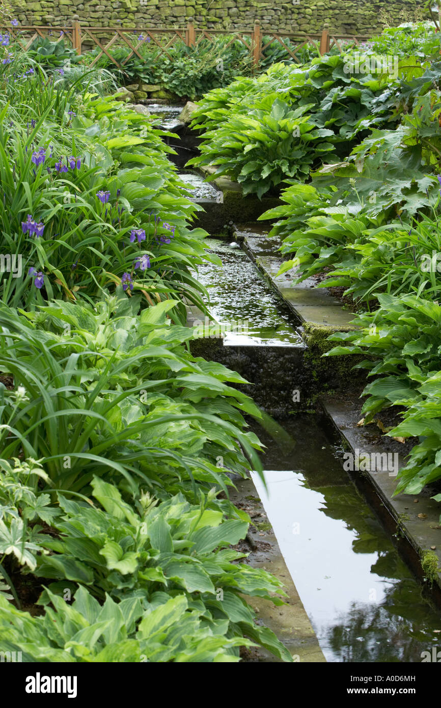 small rill in a woodland garden planted with various hosta varieties ...